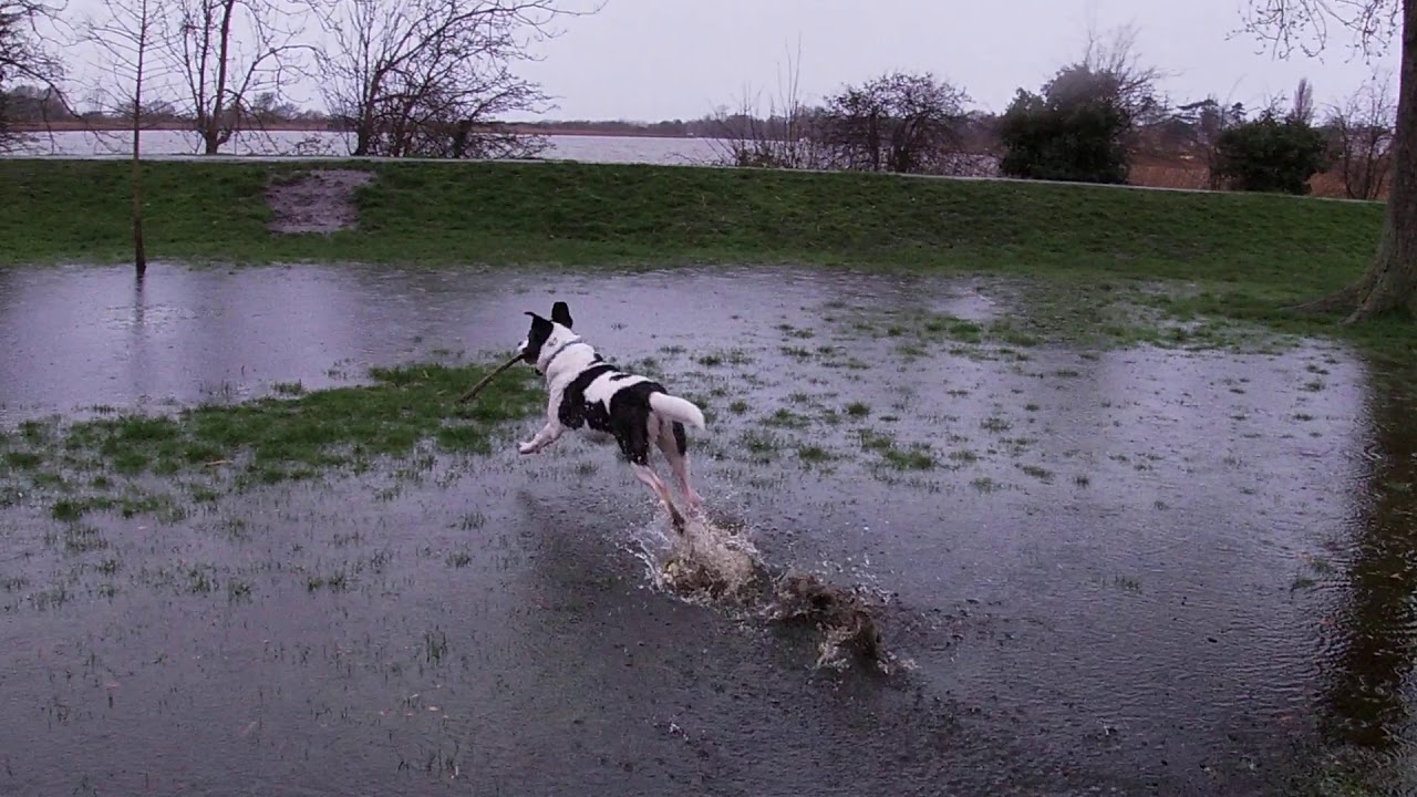 Nova and the Puddle pt2 - YouTube