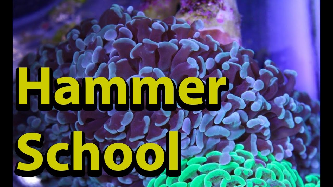 March Goes Back To Hammer Coral School - YouTube