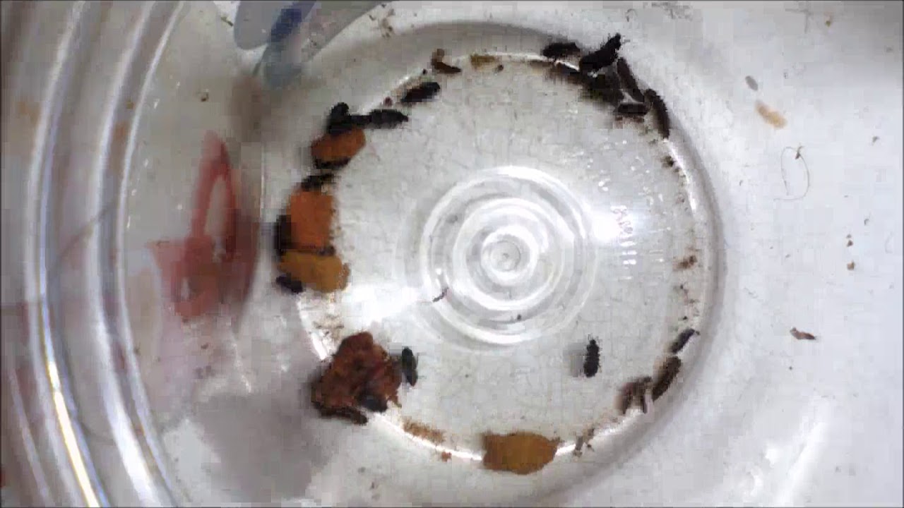 Dermestids Canada Dermestes lardarius Colony 2018 Timelapse #1 - YouTube