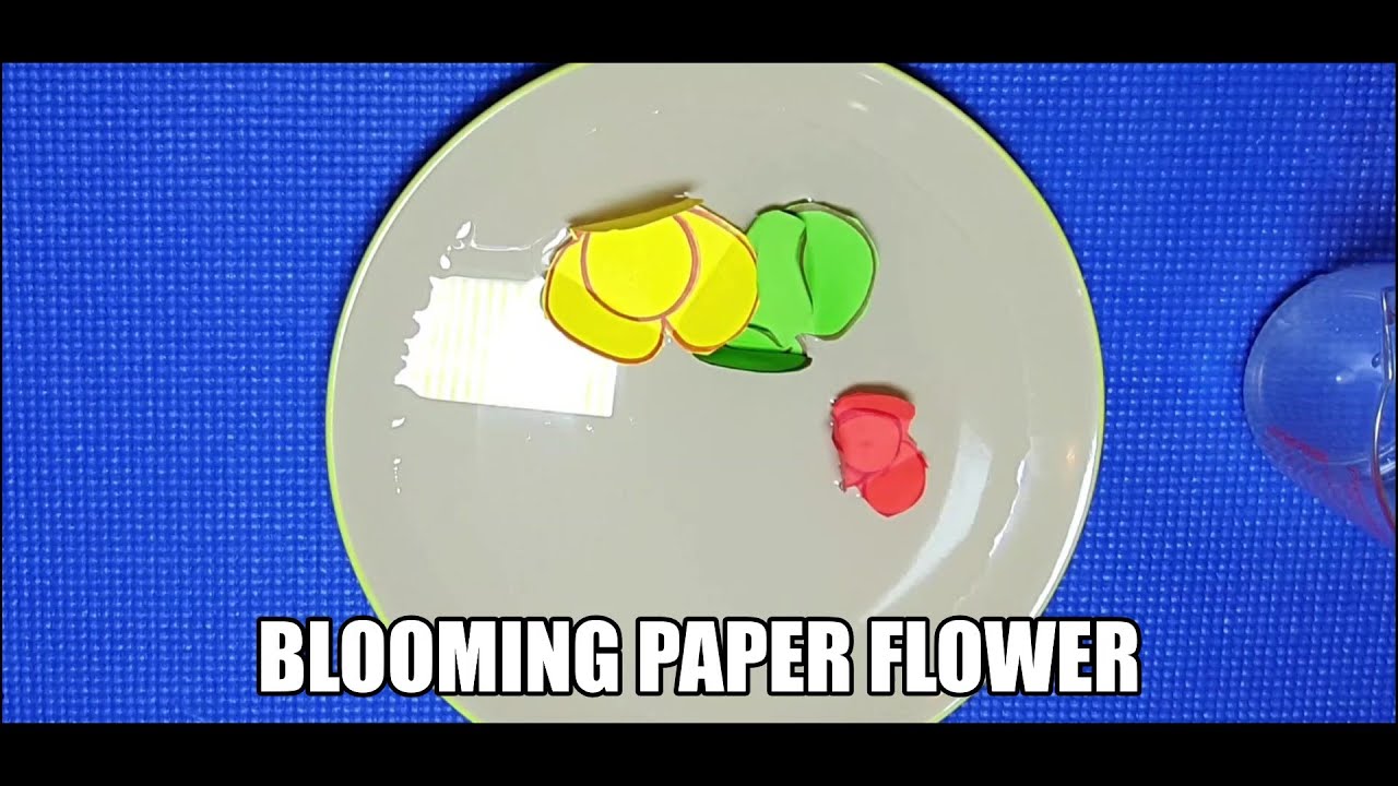 Blooming paper flowers in Water - YouTube