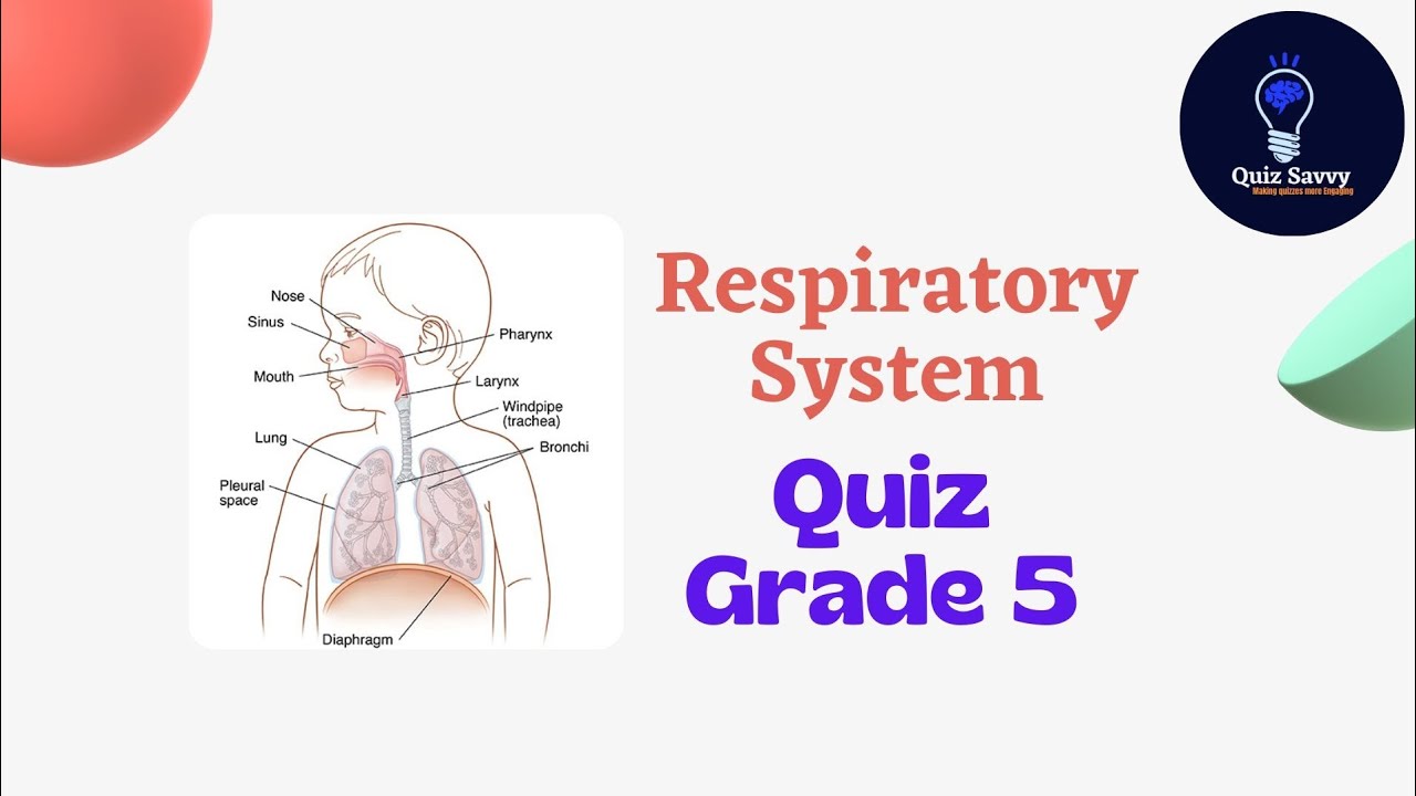 Respiratory system quiz/science quiz grade 5/class 5 - YouTube