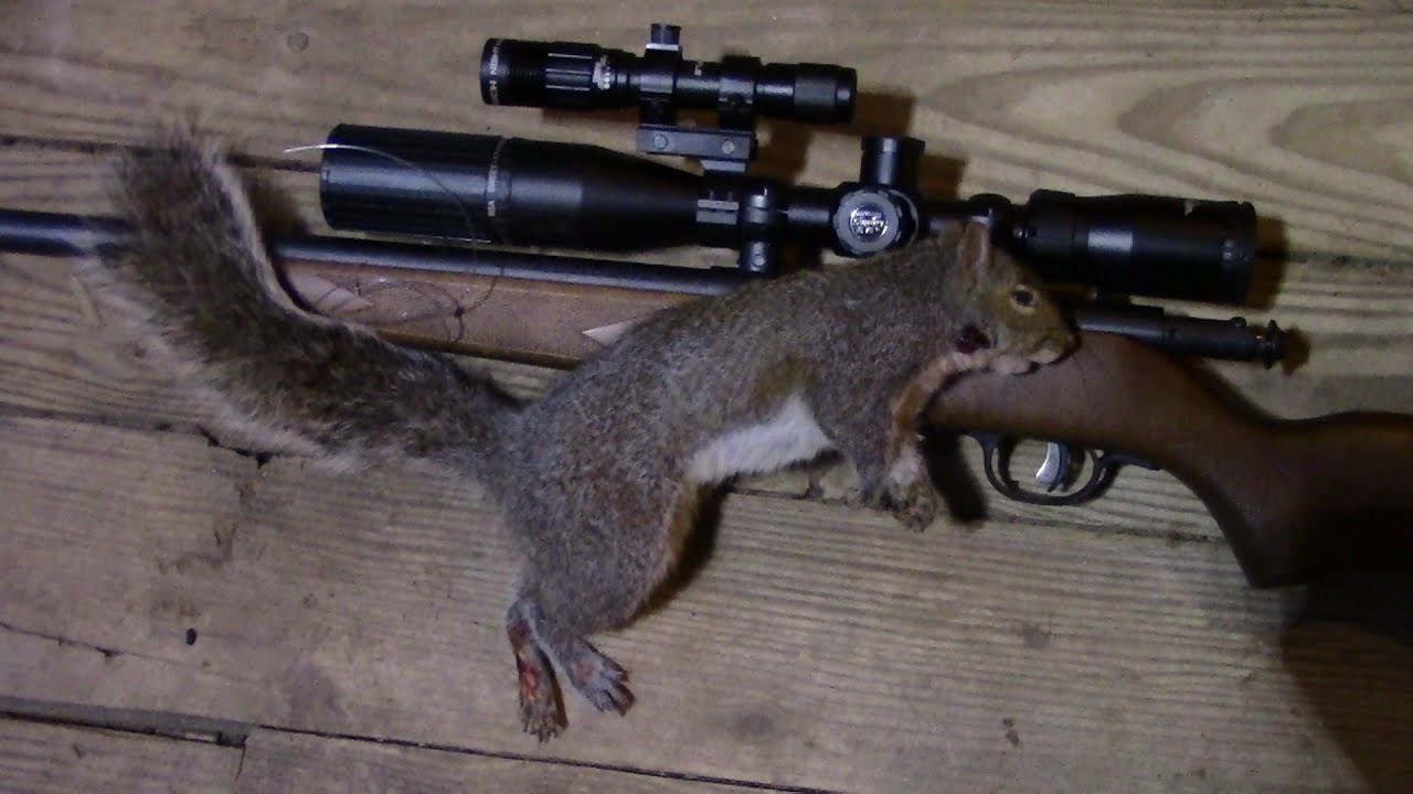 Savage Model 93 .17HMR Review-210 Yard Squirrel HEADSHOT - YouTube