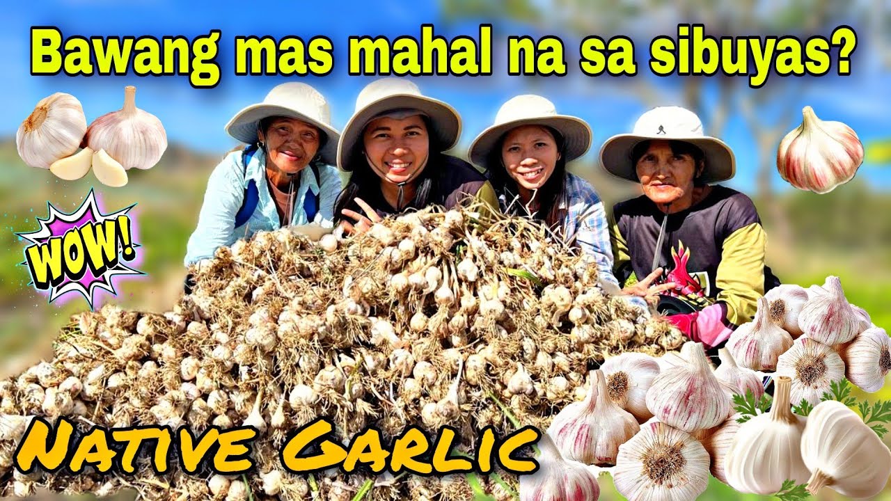 EP-362 | Harvesting Native Garlic,presyo ng bawang mas mahal na sa ...