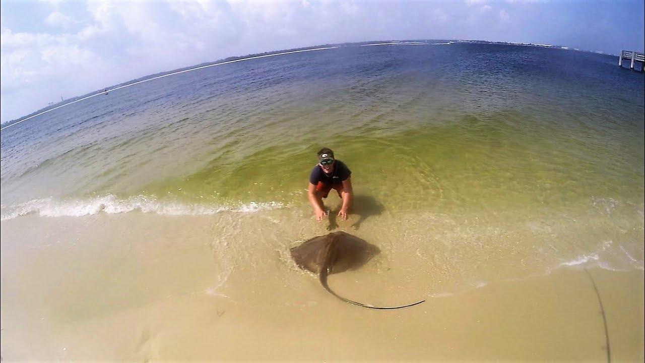 Monster Ray Caught Off Pier!! - YouTube