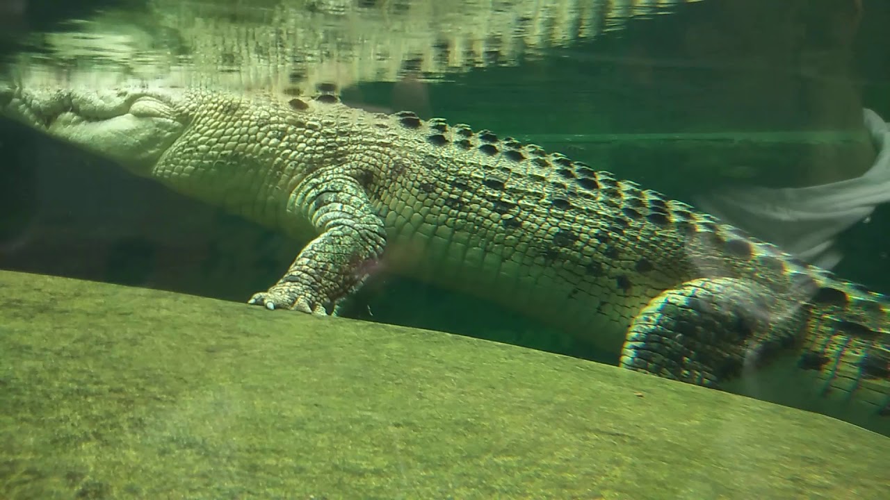 Higanteng buwaya - YouTube