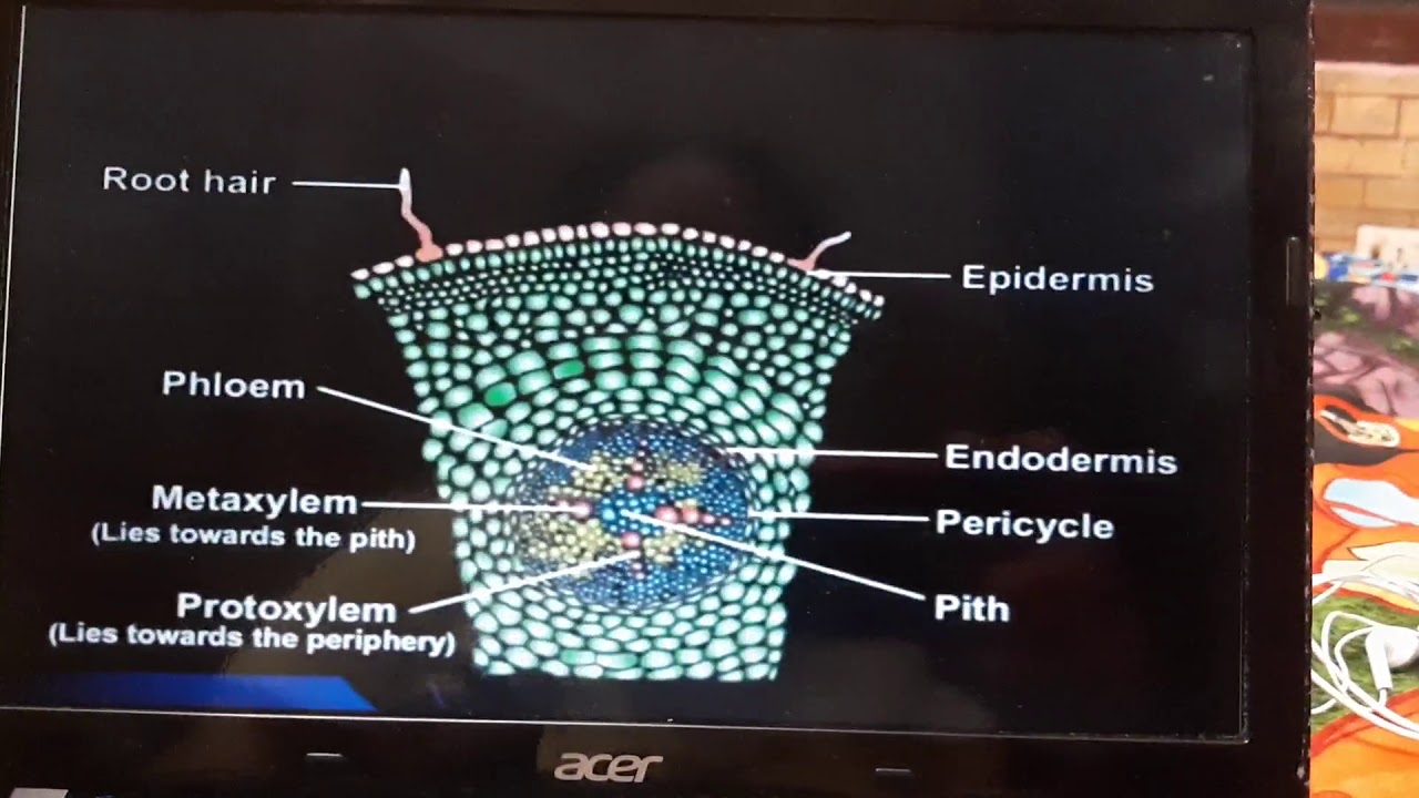 Anatomy of dicot root class 11th - YouTube