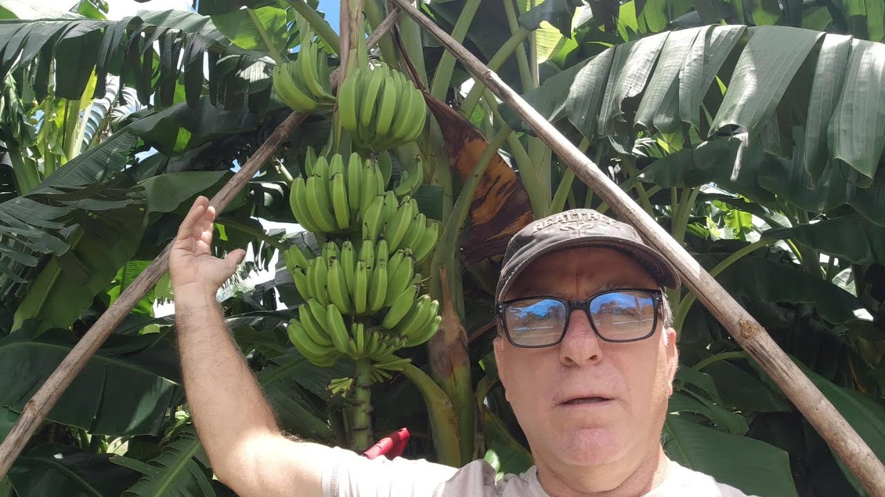 How To Brace and Support Banana Plants So they do not collapse the ...
