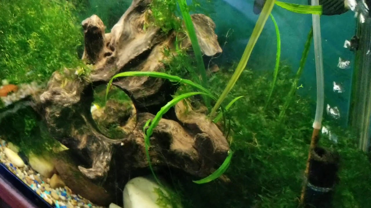 Susswassertang 2 9 2020 - YouTube