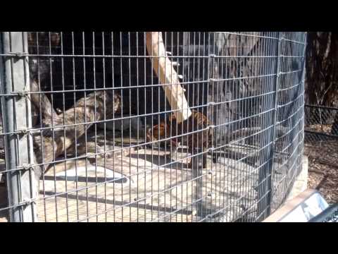 3 legged tiger finding his voice