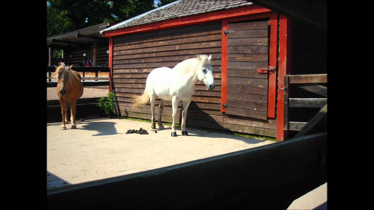 teen ranch Scotland xx - YouTube