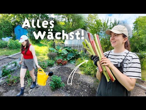 Mein Garten erwacht zum Leben 🌱 🍓 Erdbeeren, Tomaten & große Pläne | Kleingarten Vlog  TEIL 3