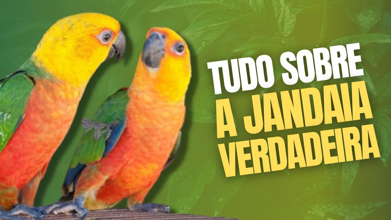 Jandaia verdadeira - Saiba tudo sobre a espécie! - YouTube