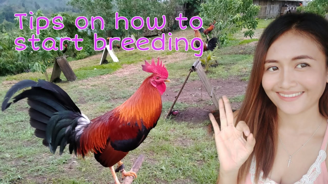Tips on how to start breeding - YouTube