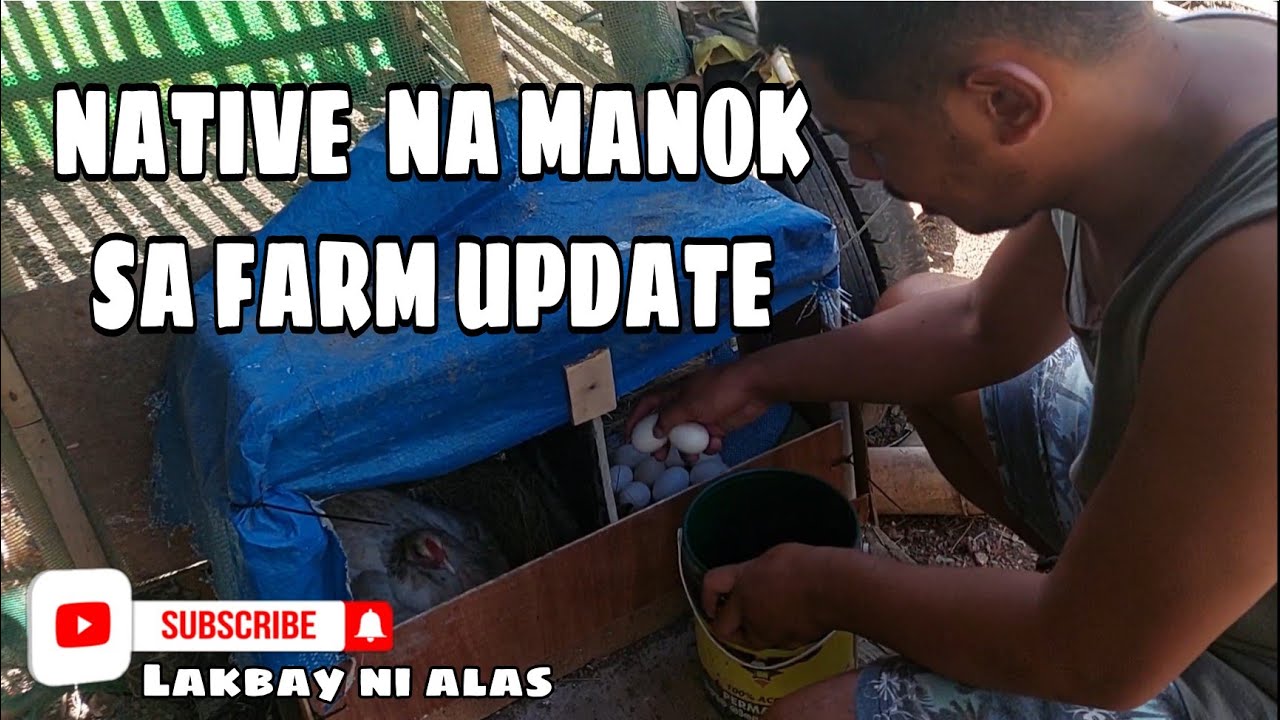 Raising Native Chickens In The Farm | How To Harvest Native Eggs - YouTube