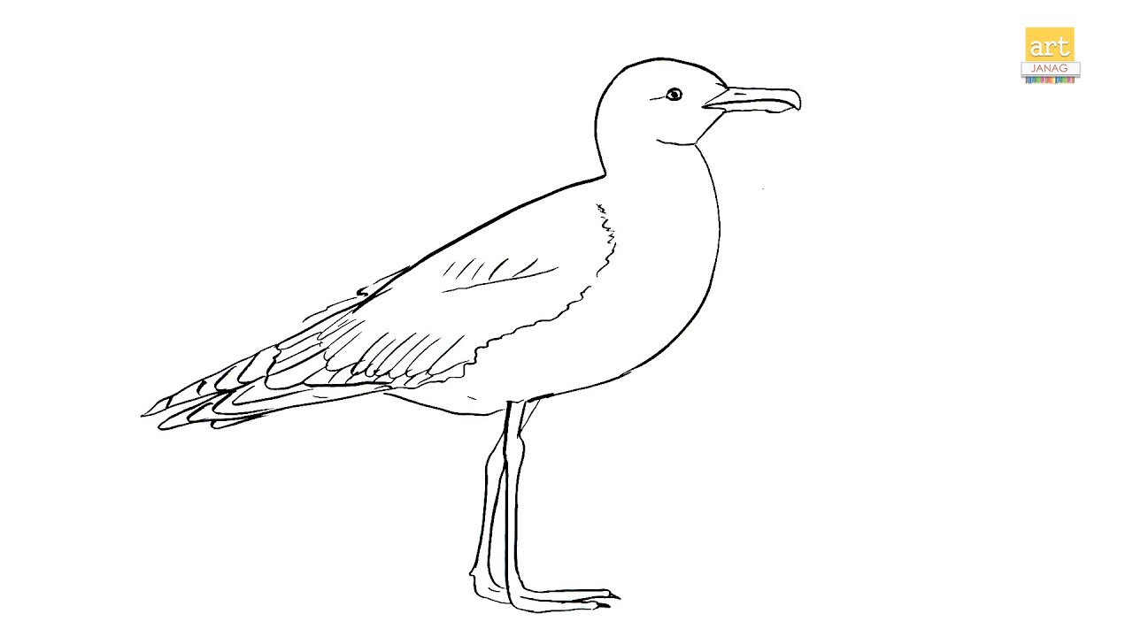 How to draw A Seagull Bird II Seagull drawings II part 01 II #artjanag ...