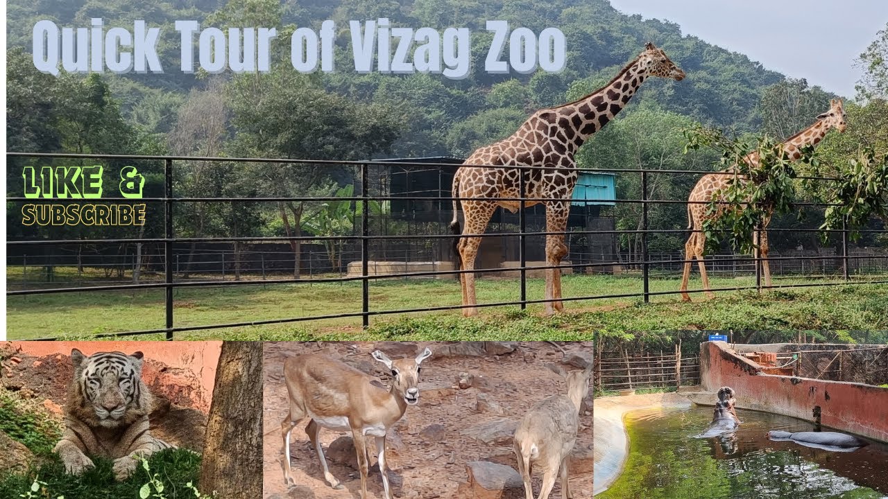 Quick Tour of Vizag Zoo park #traveldiaries #visakhapatnam #zoo - YouTube