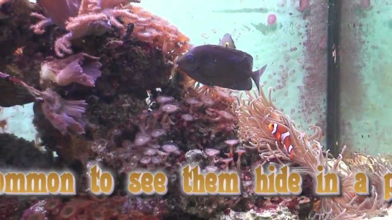 The Basic about the Gold Spotted Rabbitfish - YouTube