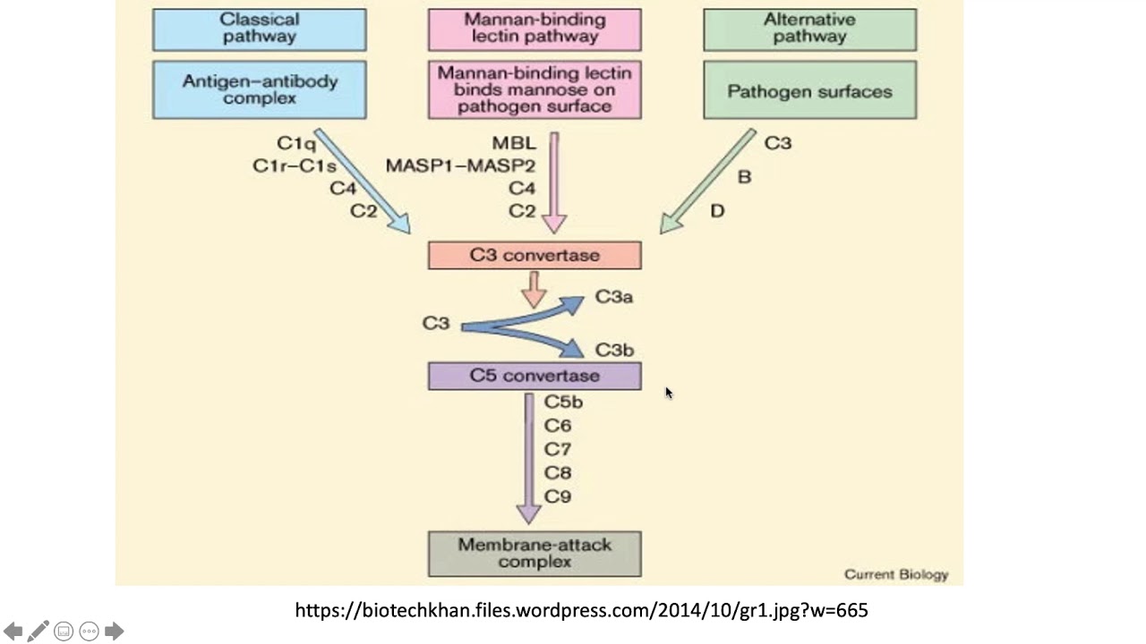 complement system - YouTube