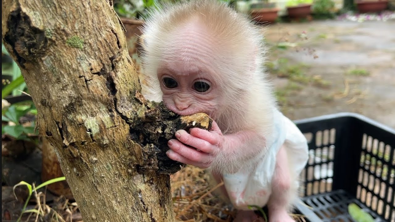 Alien growing up and climbing quite well - YouTube