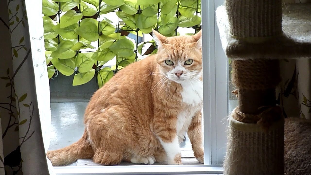 入っちゃいけないと思ってる猫 Cat Gon wouldn't enter the room - YouTube
