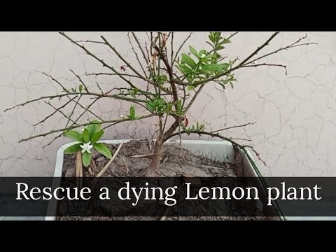 How to rescue a dying lemon plant| protecting lemon plant| لیمن پلانٹ ...