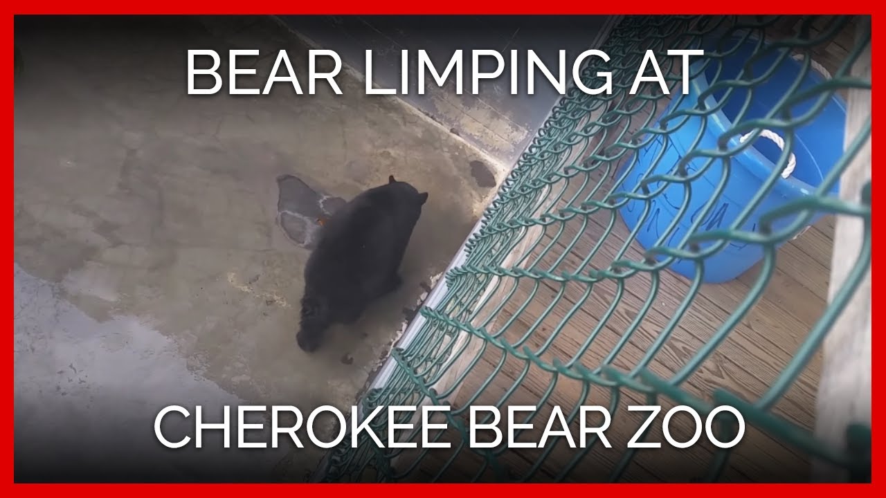 Bear Limping at Cherokee Bear Zoo - YouTube