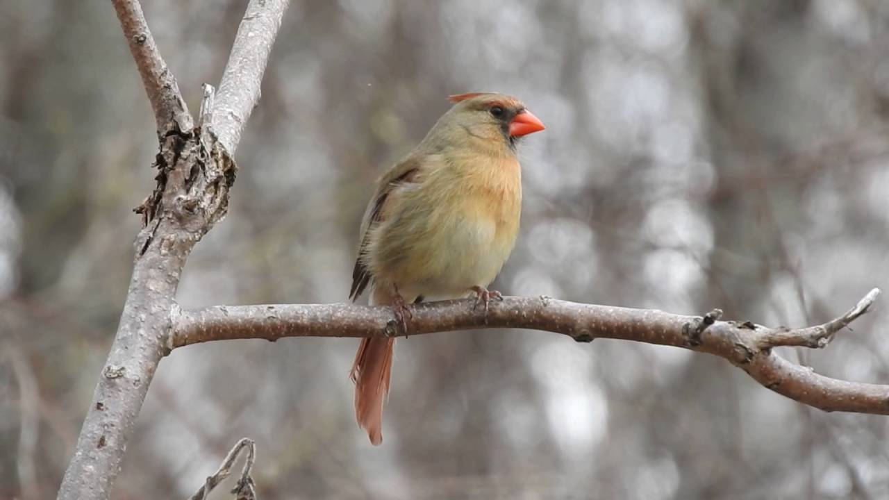 Cardinal rouge femelle - YouTube