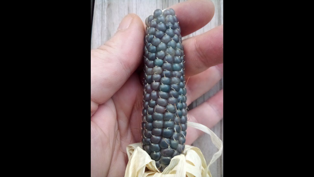 How To Grow Mini Blue Popcorn - seed to harvest - YouTube