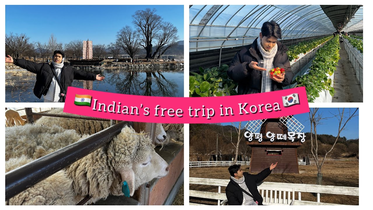 🇮🇳FREE KOREAN TRIP to 🇰🇷Strawberry Farm, Sheep Ranch - YouTube
