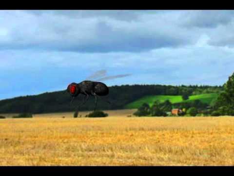 CGI Fly & Bee - YouTube