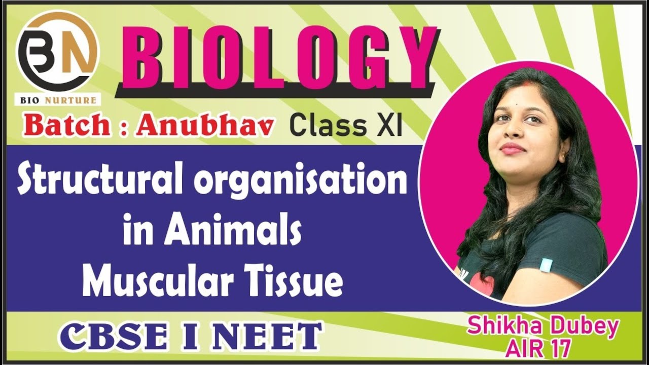 STRUCTURAL ORGANISATION IN ANIMALS||MUSCULAR TISSUE|| CLASS XI ...