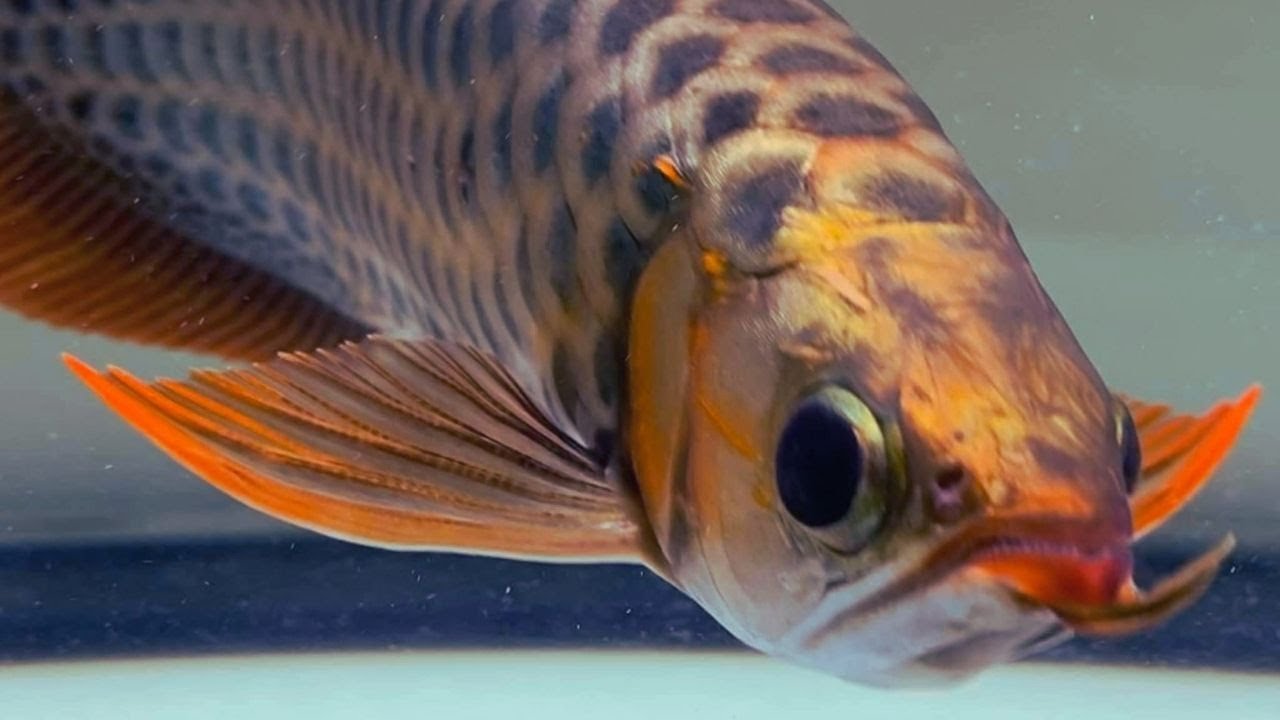 Top 5 Super Rare Belly Arowana Fish | Beautiful Arowana in Wild - YouTube