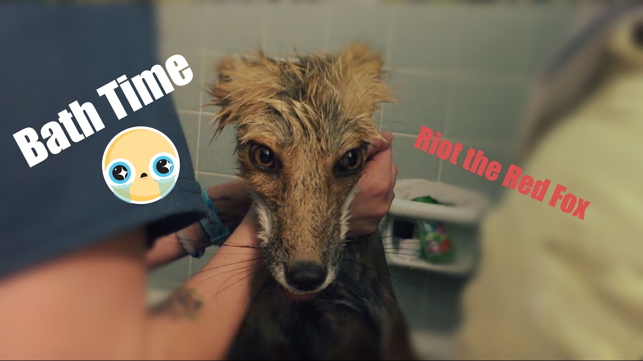 Bath Time With Riot The Fox - YouTube