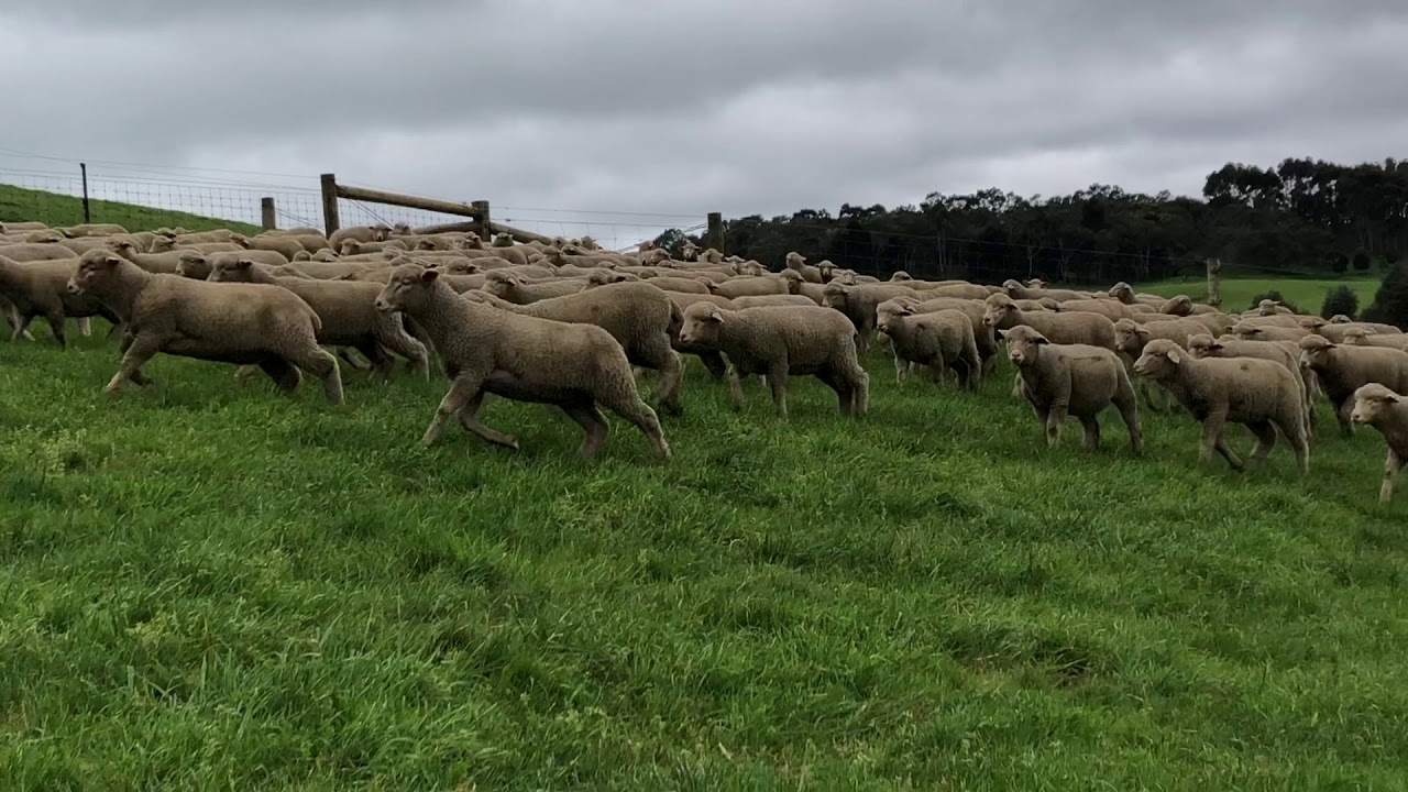 Lyndoch Park 017 - YouTube