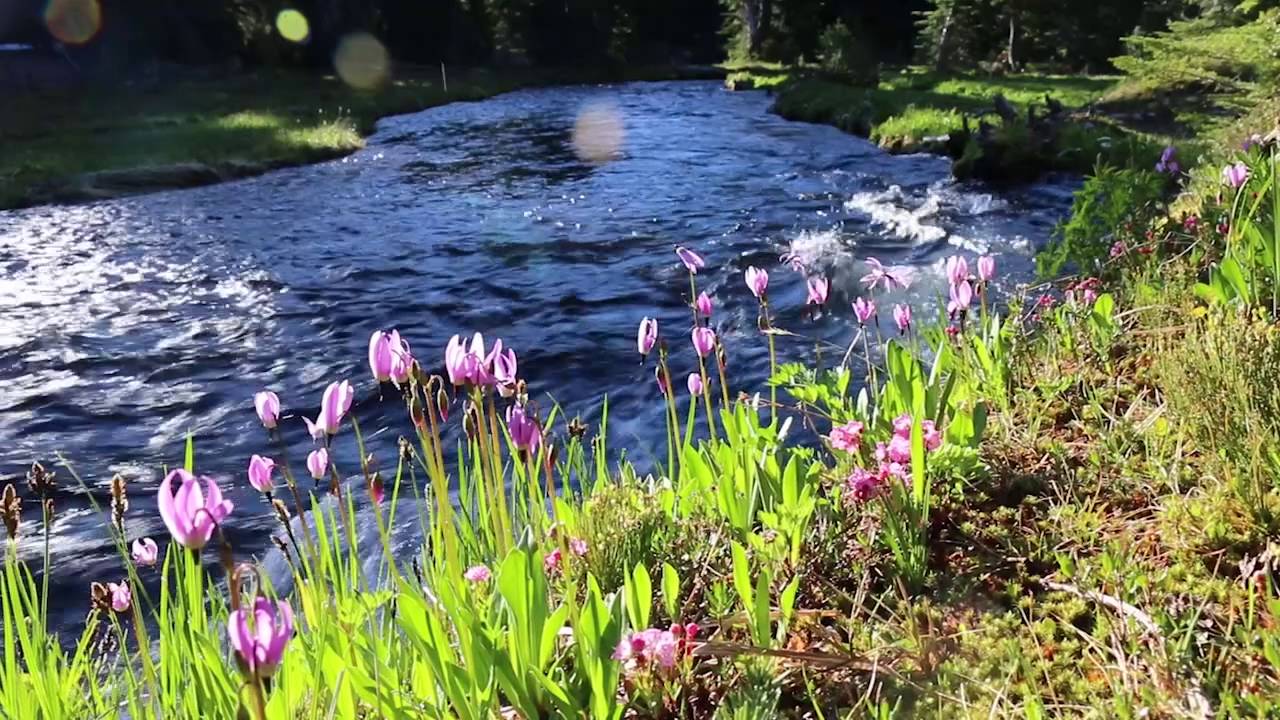 Second Nature: Wildflower Stream - YouTube