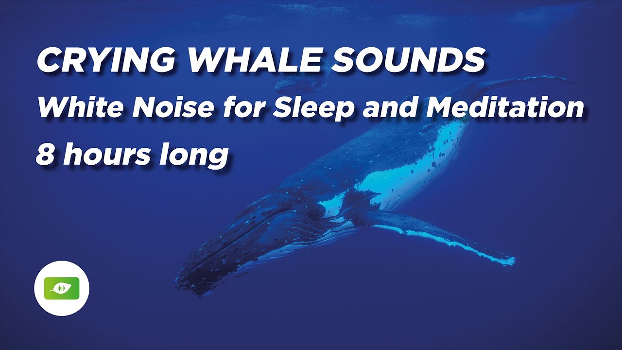 🐋 Whale Sounds for Deep Sleep | [8 Hours] - White Noise for Relaxation ...