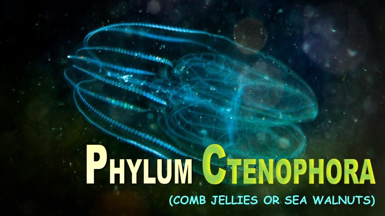 Animal kingdom - part 4 phylum Ctenophora - YouTube