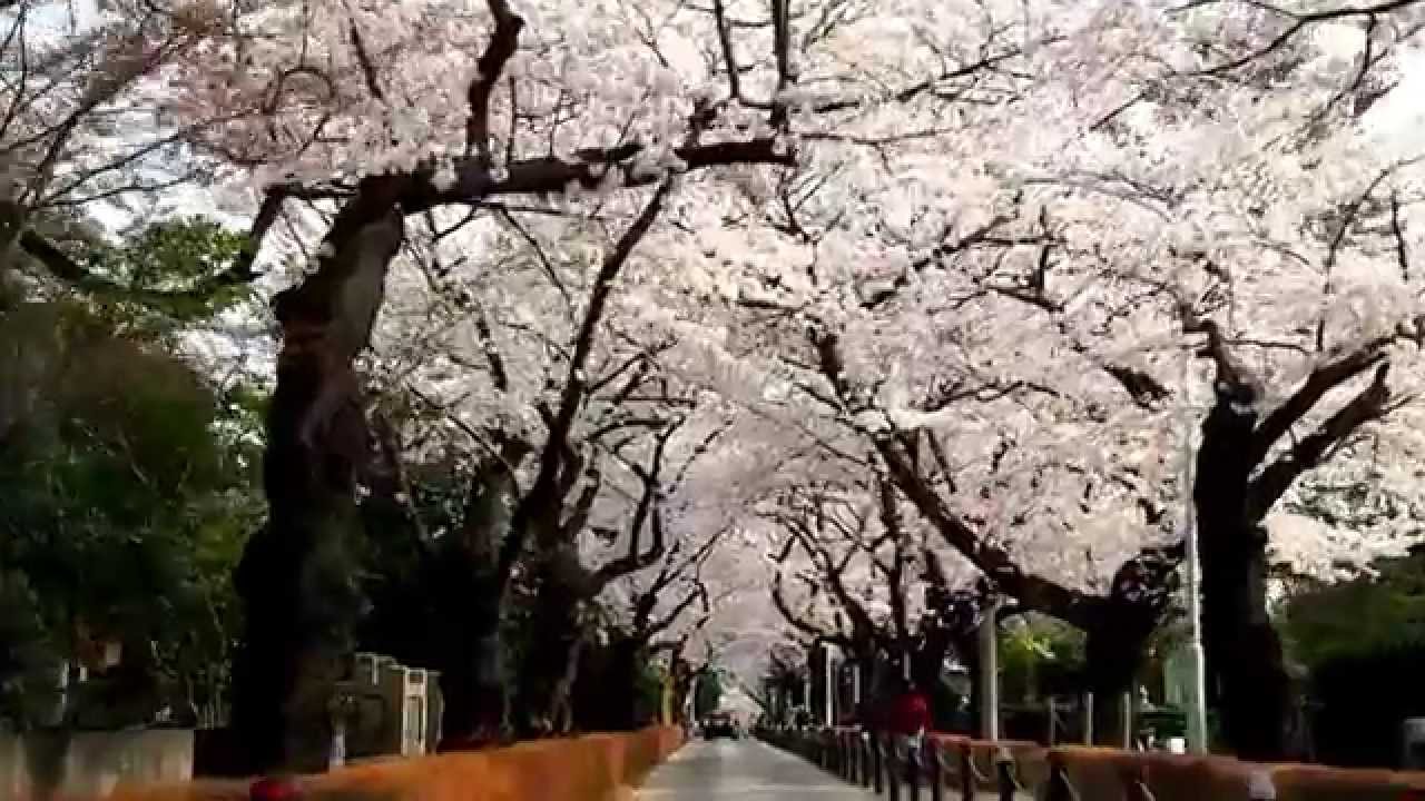 Cherry Blossoms Tunnel ♪ Tokyo, Japan - YouTube