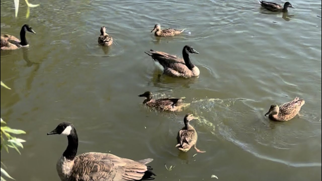 Exploring Duck & Goose Habitats - YouTube