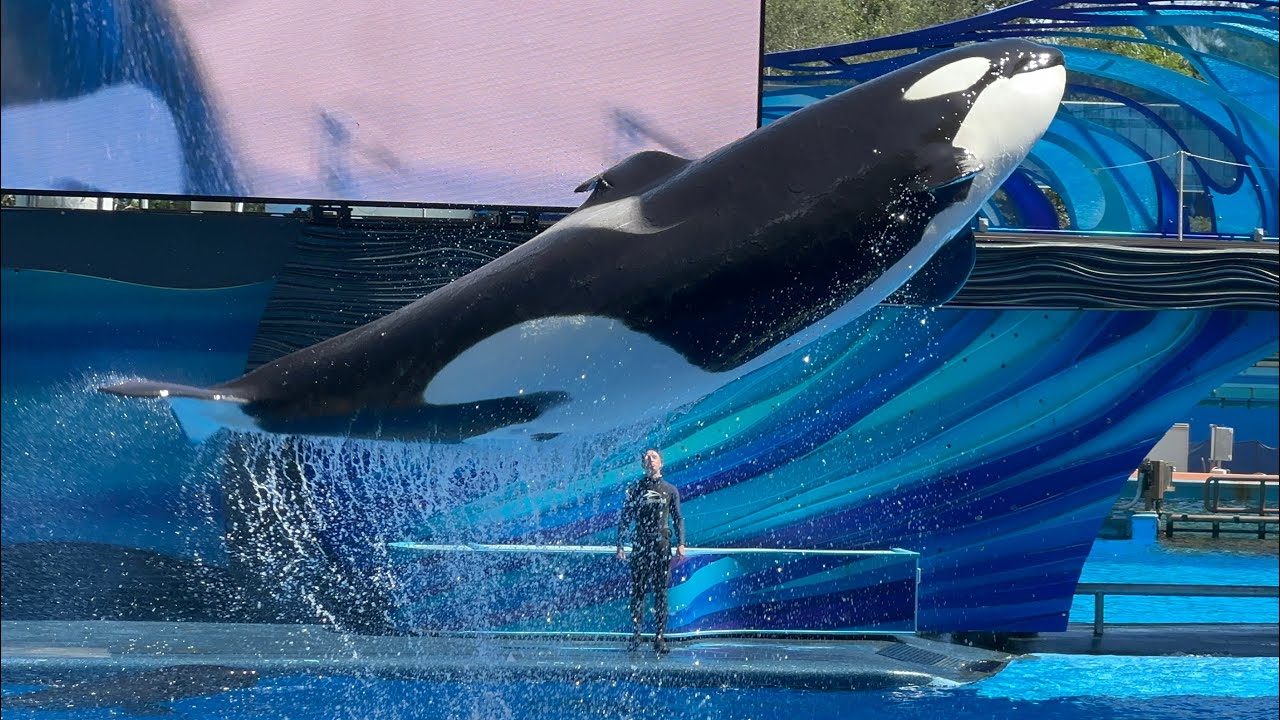 Orca Encounter at SeaWorld Orlando 10.5.23 - YouTube