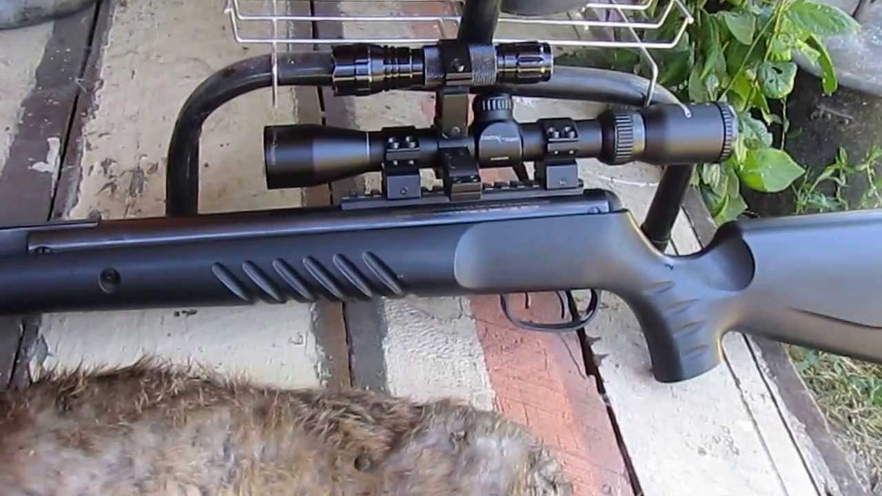 CROSMAN NITRO VENOM DUSCK. 4,5mm (.177) CACERIA DE LIEBRES - YouTube