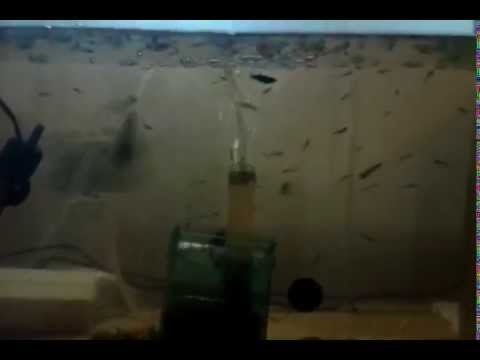 ribice za akvarijum gupike - YouTube