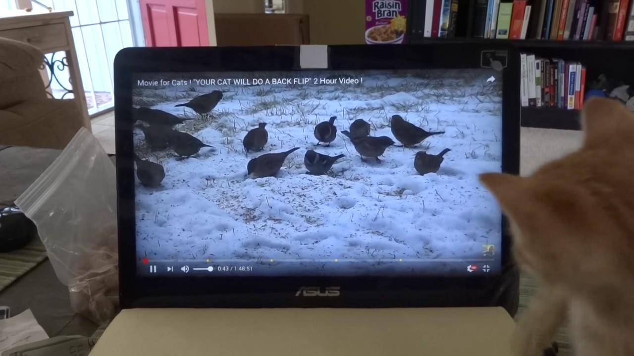 "Entertainment for cats" works! - YouTube