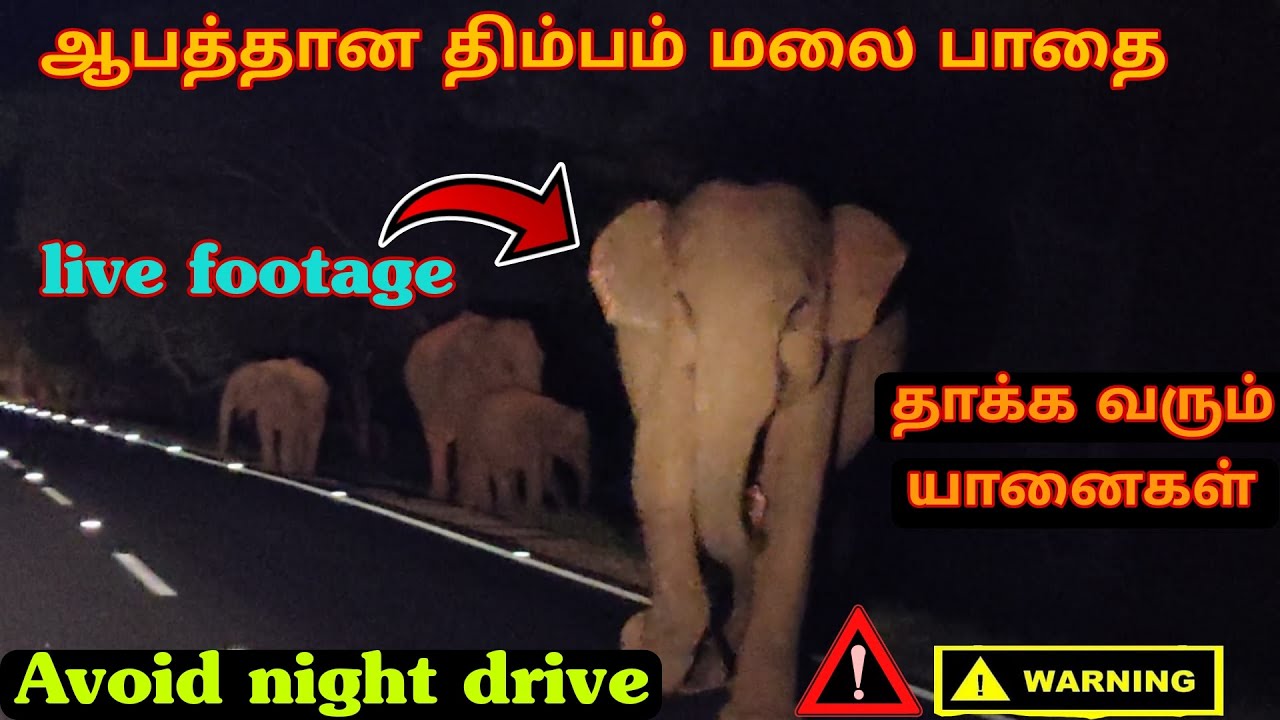 ஆபத்தான திம்பம் மலை பாதை|தாக்க வரும் யானைகள்|Avoid night drive|elephant ...