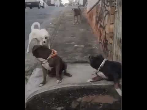 SEN KISA PANTOLONLA ANANI KESERKEN BEN 3000 KİŞİYE RACON KESİYORDUM. #lazziya #racon #keşfet #pitbul