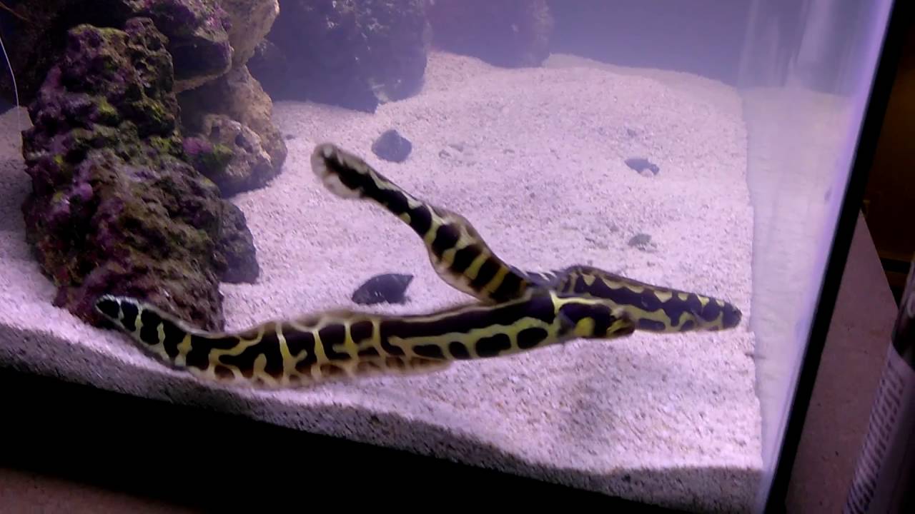 Engineer Gobies on Parade - YouTube