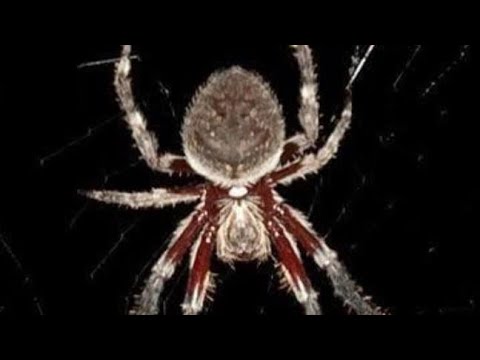 Gagamba hunt!! dami sa mais - YouTube