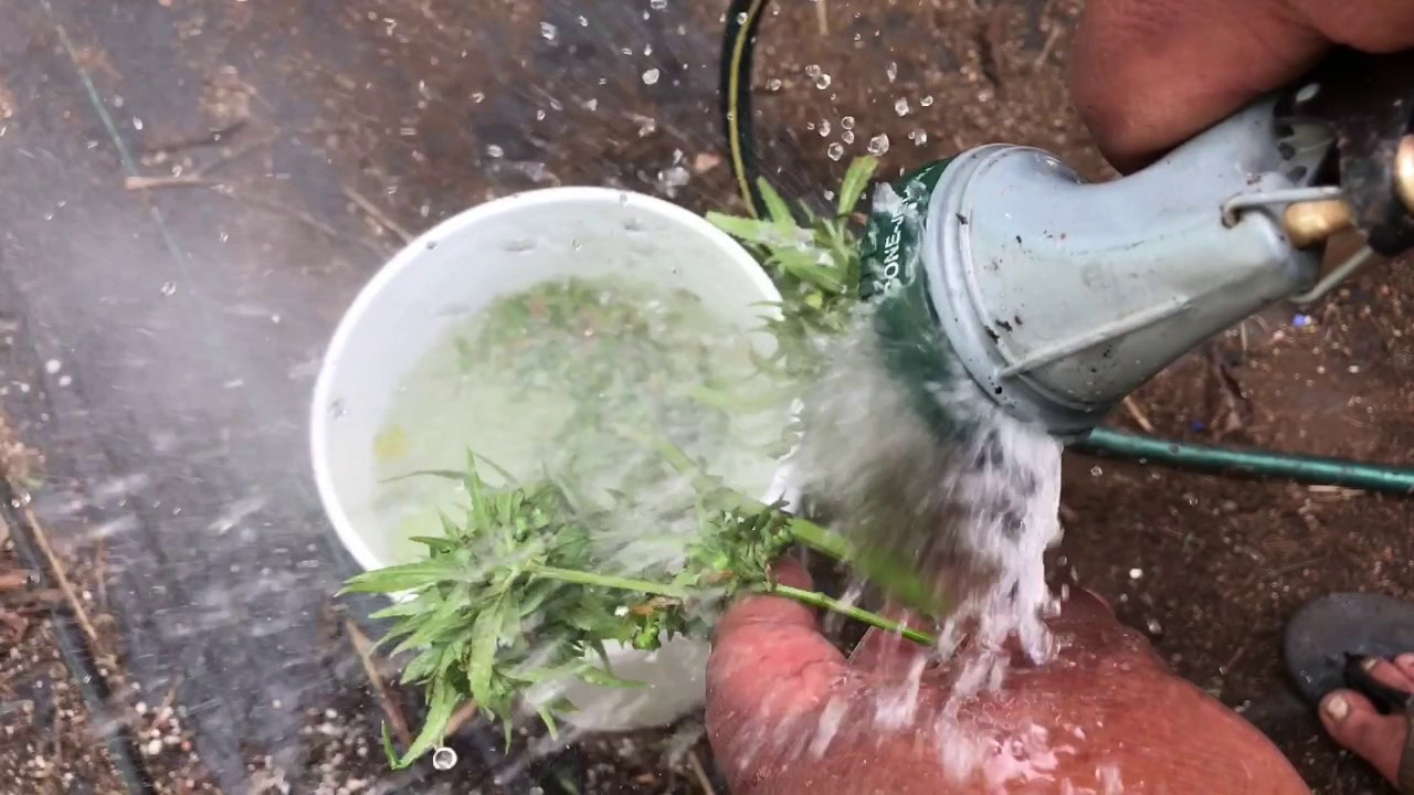 Show Your Grow 051 - Do you wash your buds bro? part 2 - YouTube