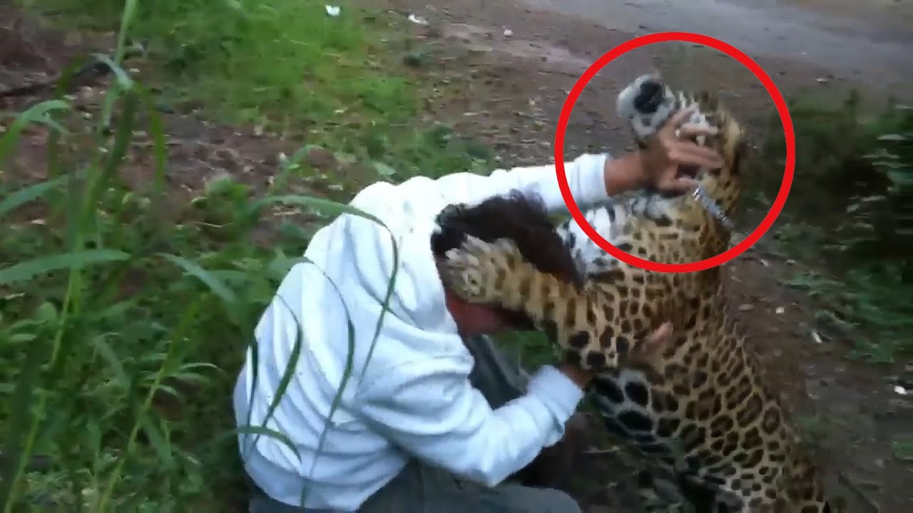 5 Scary Big Cat Encounters That Will Send Chills Up Your Spine - YouTube