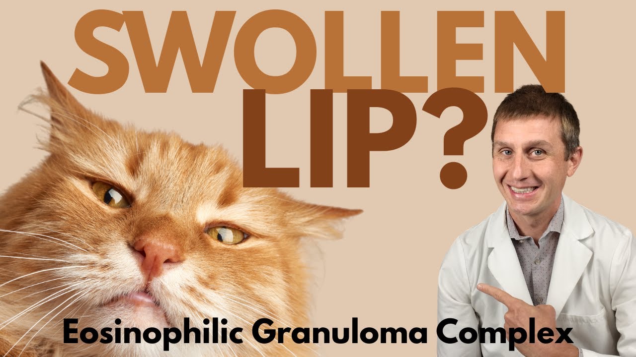 My Cat Has a Swollen Lip | Eosinophilic Granuloma Complex in Cats - YouTube